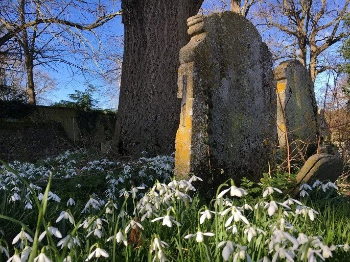 Beautiful snowdrop Sundays: snowdrops, community and calm